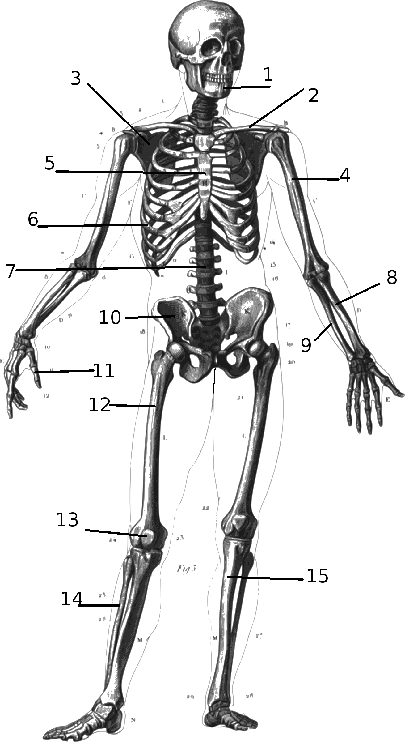 Wichtige Knochen des Menschen